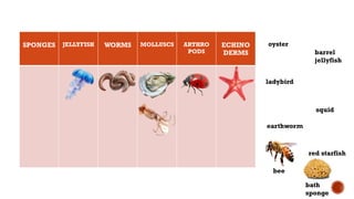 Science Invertebrate classification.pptx