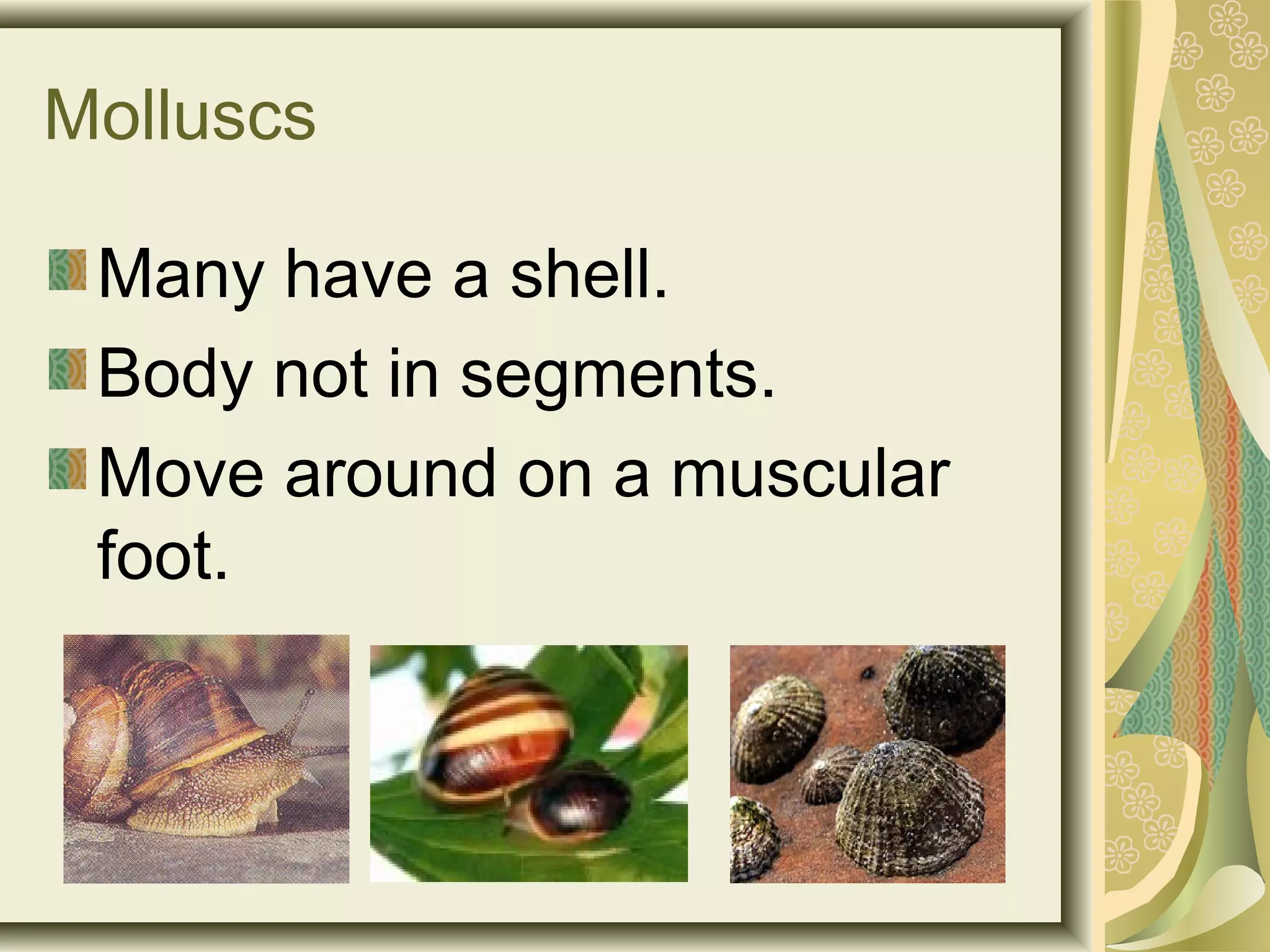 Invertebrates class ppt | PPT