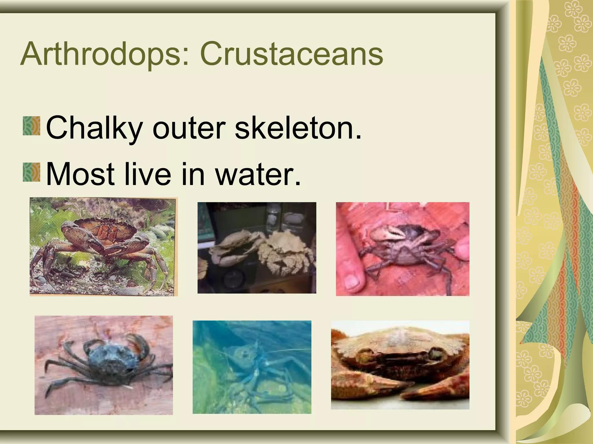 Invertebrates class ppt | PPT