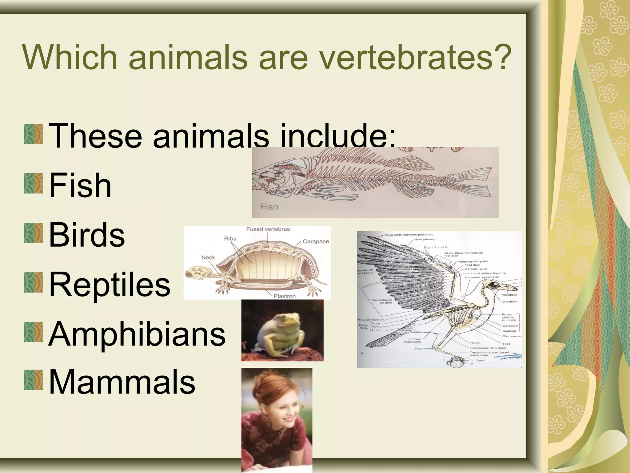 Invertebrates class ppt | PPT