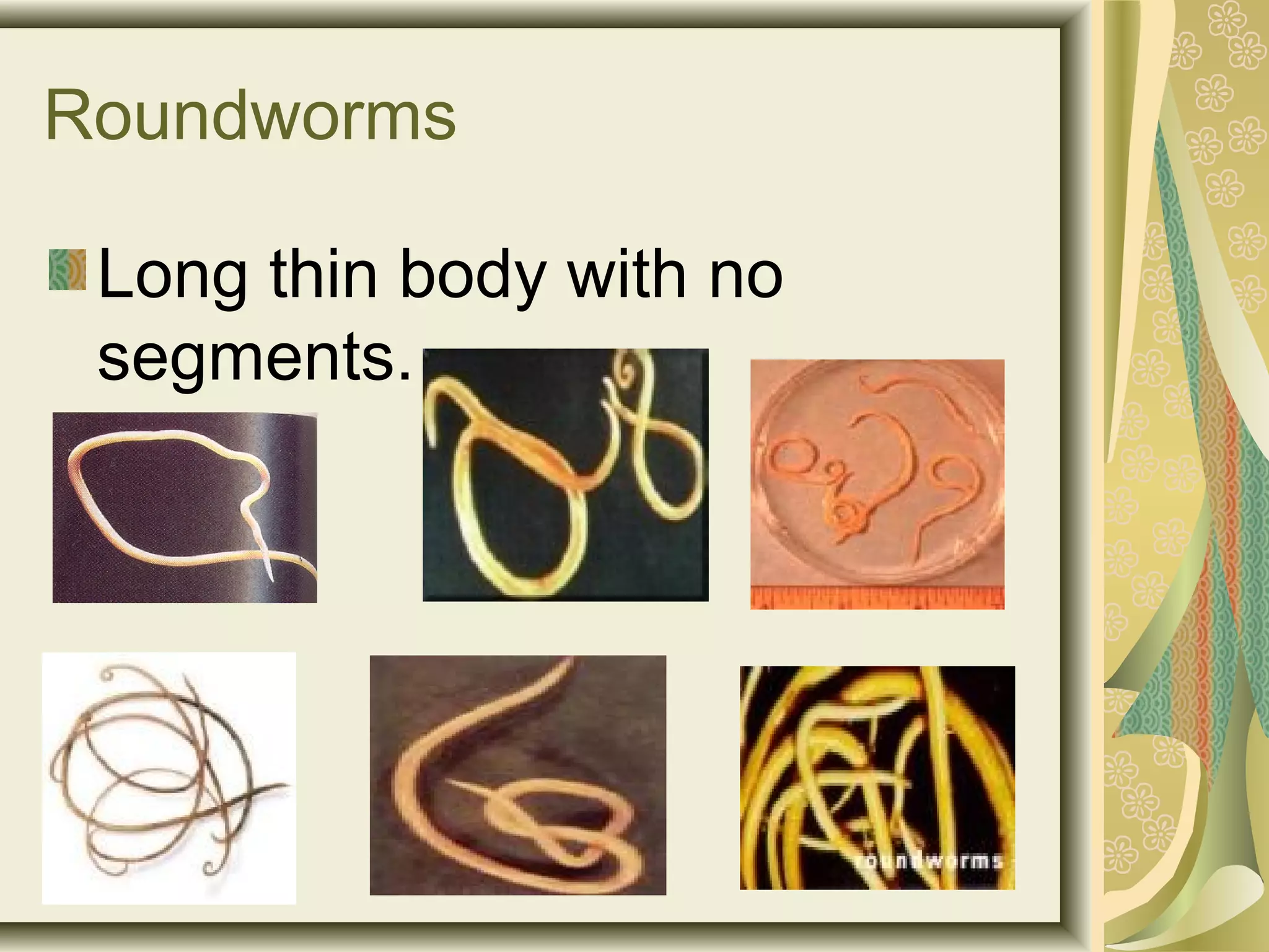 Invertebrates class ppt | PPT