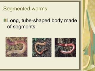 Invertebrates class ppt | PPT