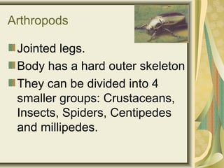 Invertebrates class ppt | PPT