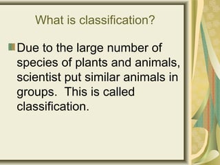 Invertebrates class ppt | PPT