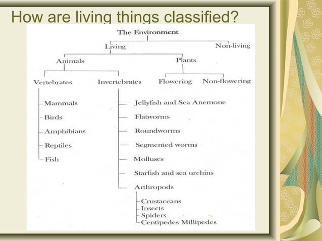 Invertebrates class ppt | PPT