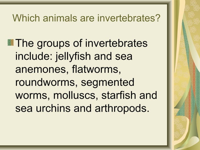 Invertebrates class ppt | PPT