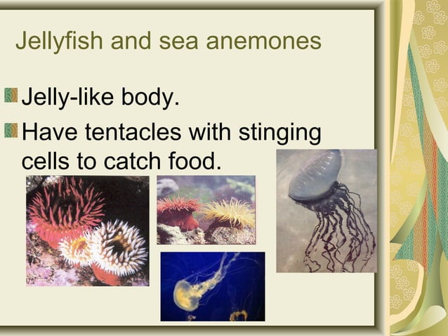 Invertebrates class ppt | PPT