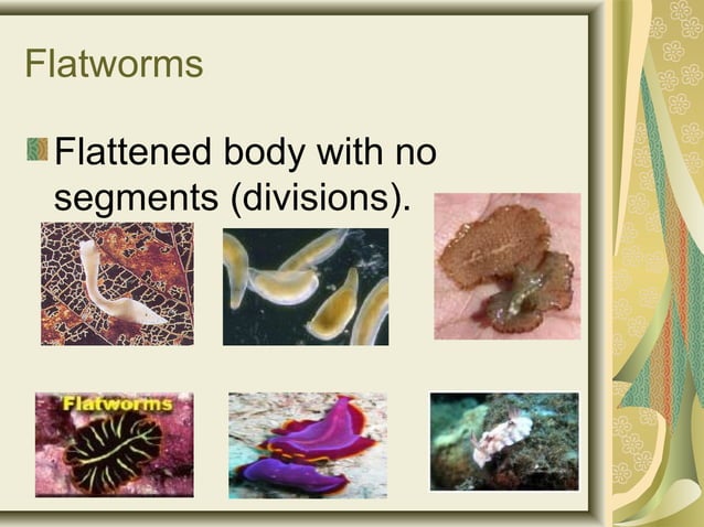 Invertebrates class ppt | PPT