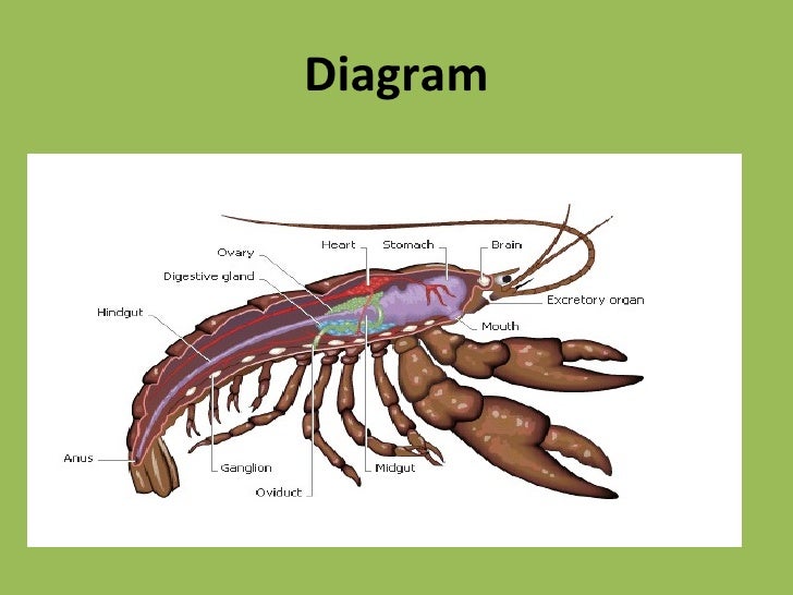 Invertebrates(Crustacean)