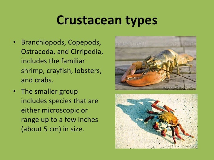 Crustaceans List