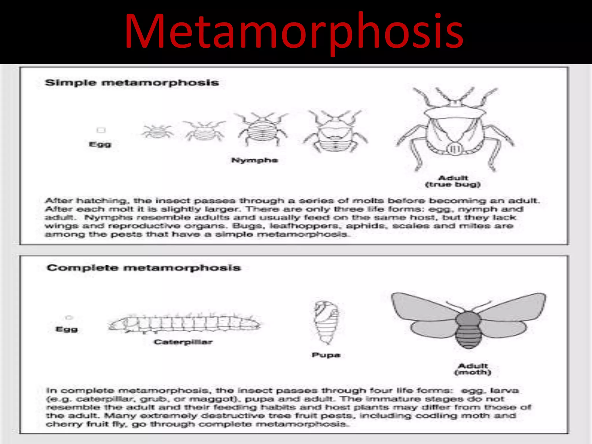 Invertebrates endocrinology, metamorphosis and molting | PPTX