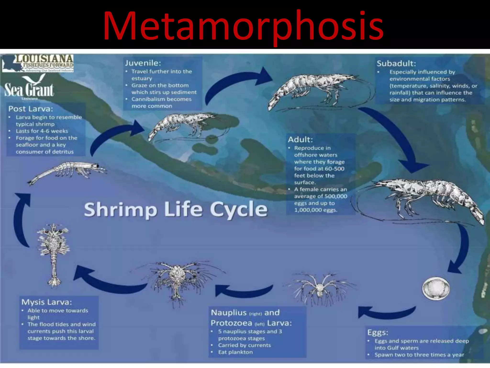 Invertebrates endocrinology, metamorphosis and molting | PPTX