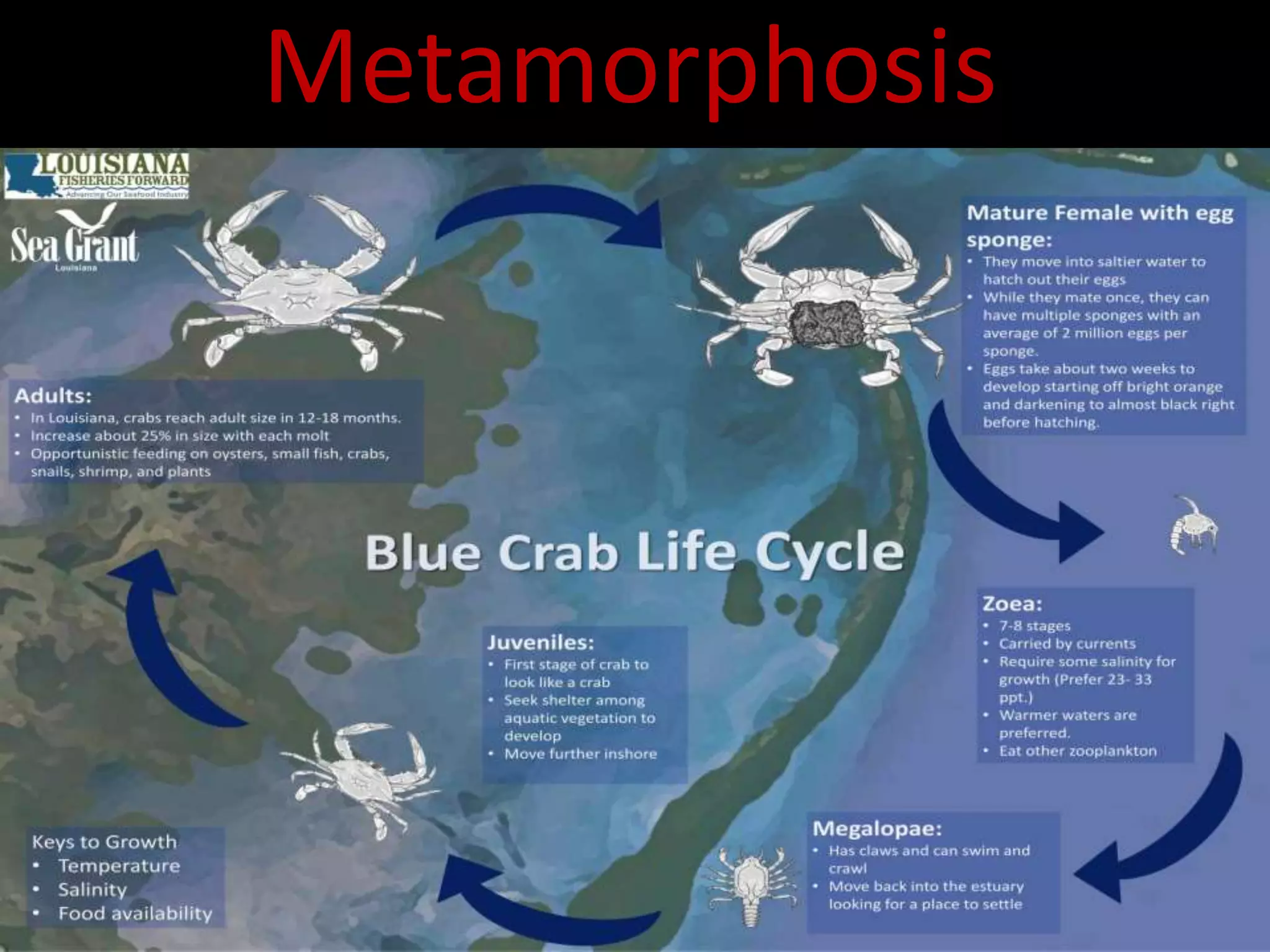 Invertebrates endocrinology, metamorphosis and molting | PPTX