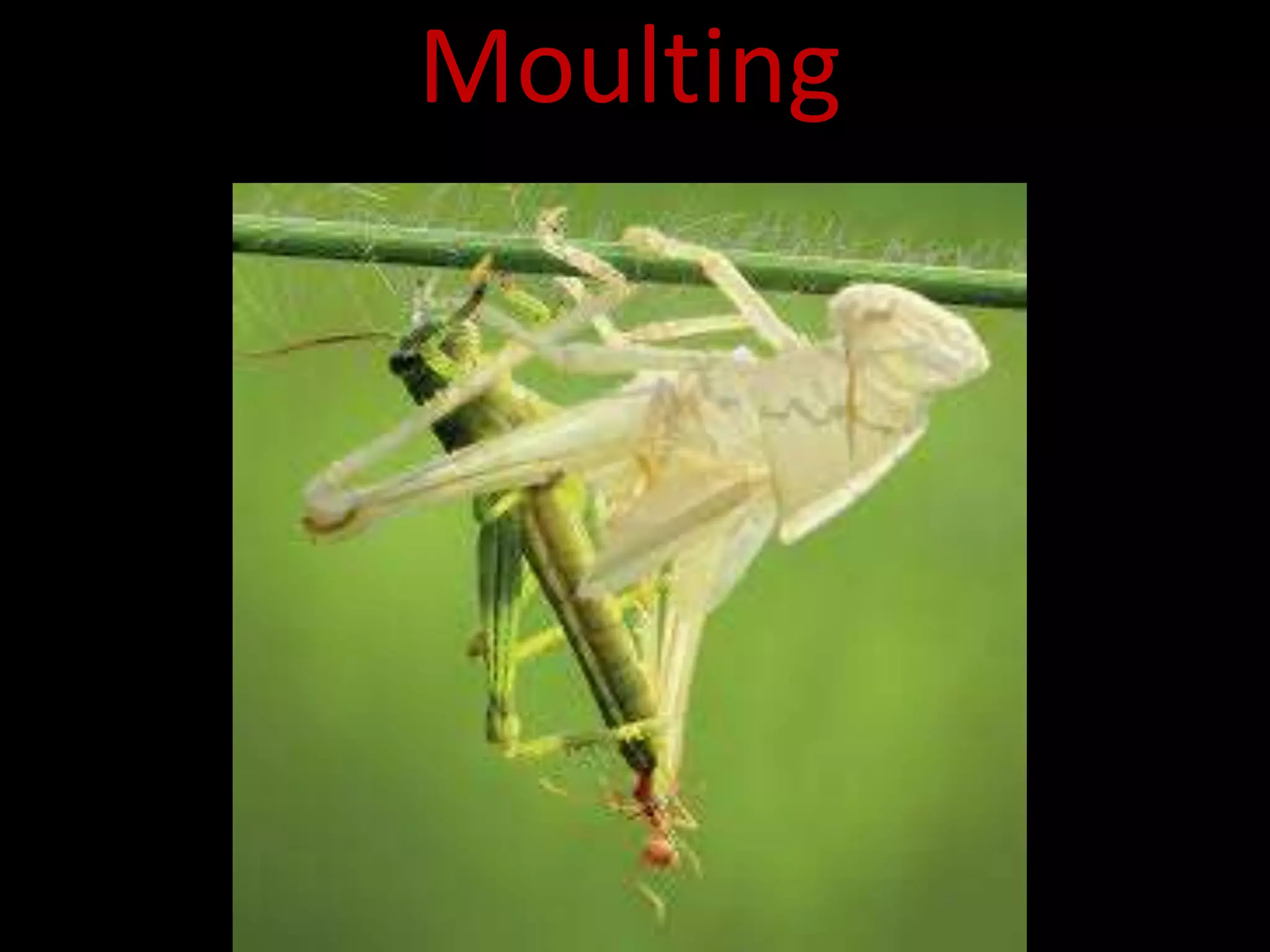 Invertebrates endocrinology, metamorphosis and molting | PPTX