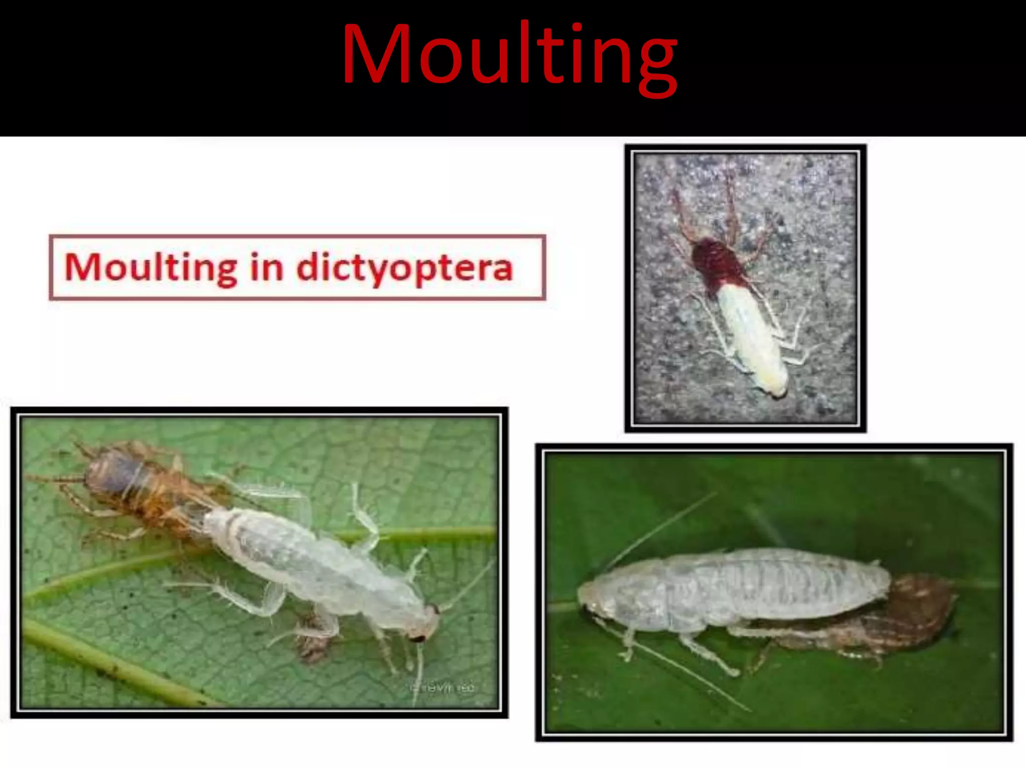 Invertebrates endocrinology, metamorphosis and molting | PPTX