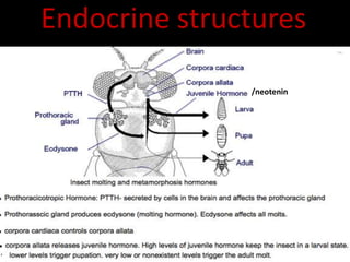 Invertebrates endocrinology, metamorphosis and molting | PPTX