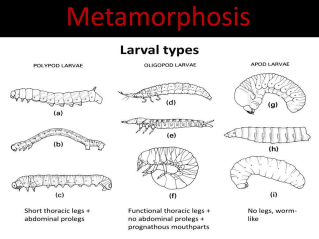 Invertebrates endocrinology, metamorphosis and molting | PPTX