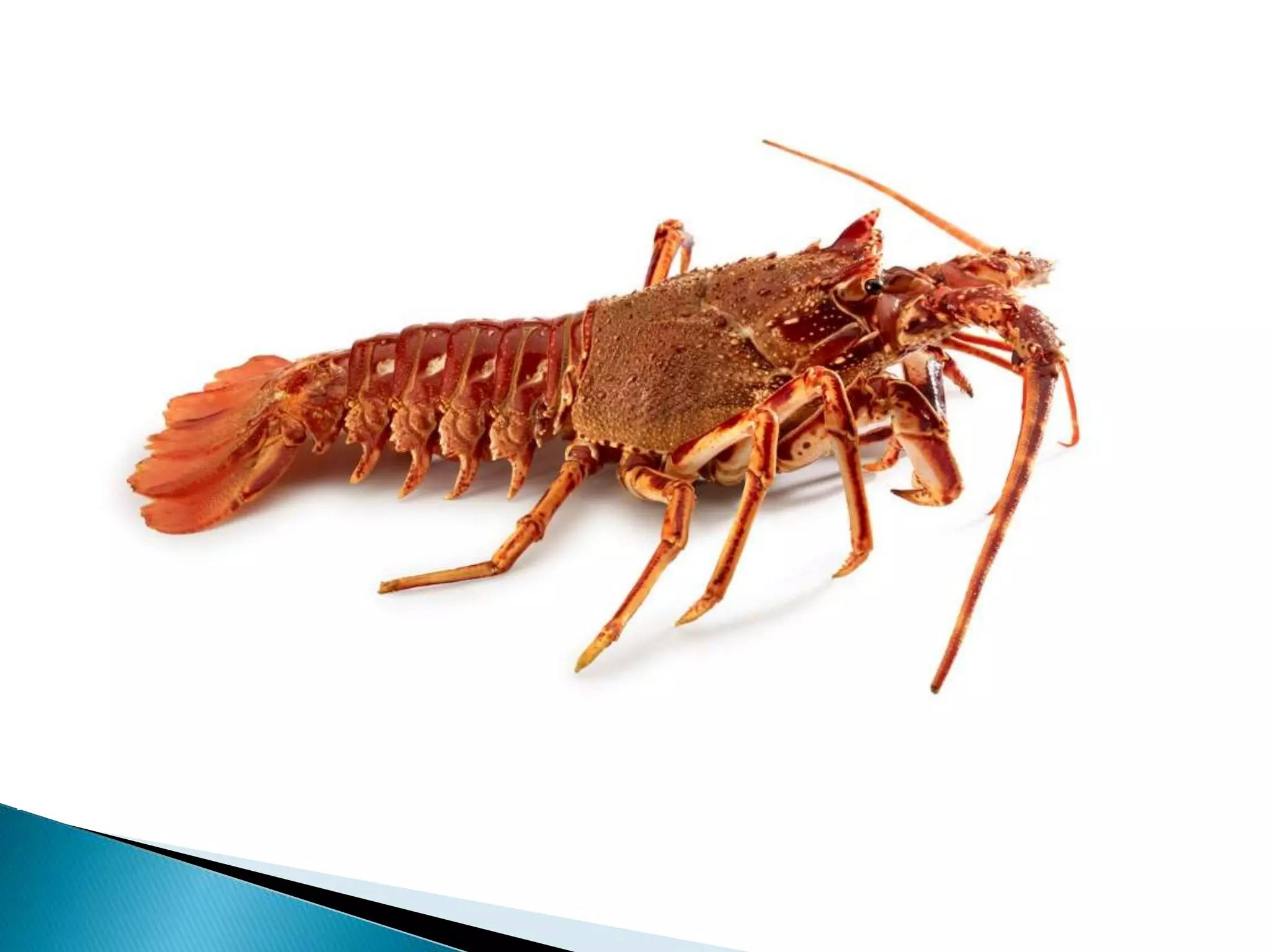 Invertebrates examples | PPTX