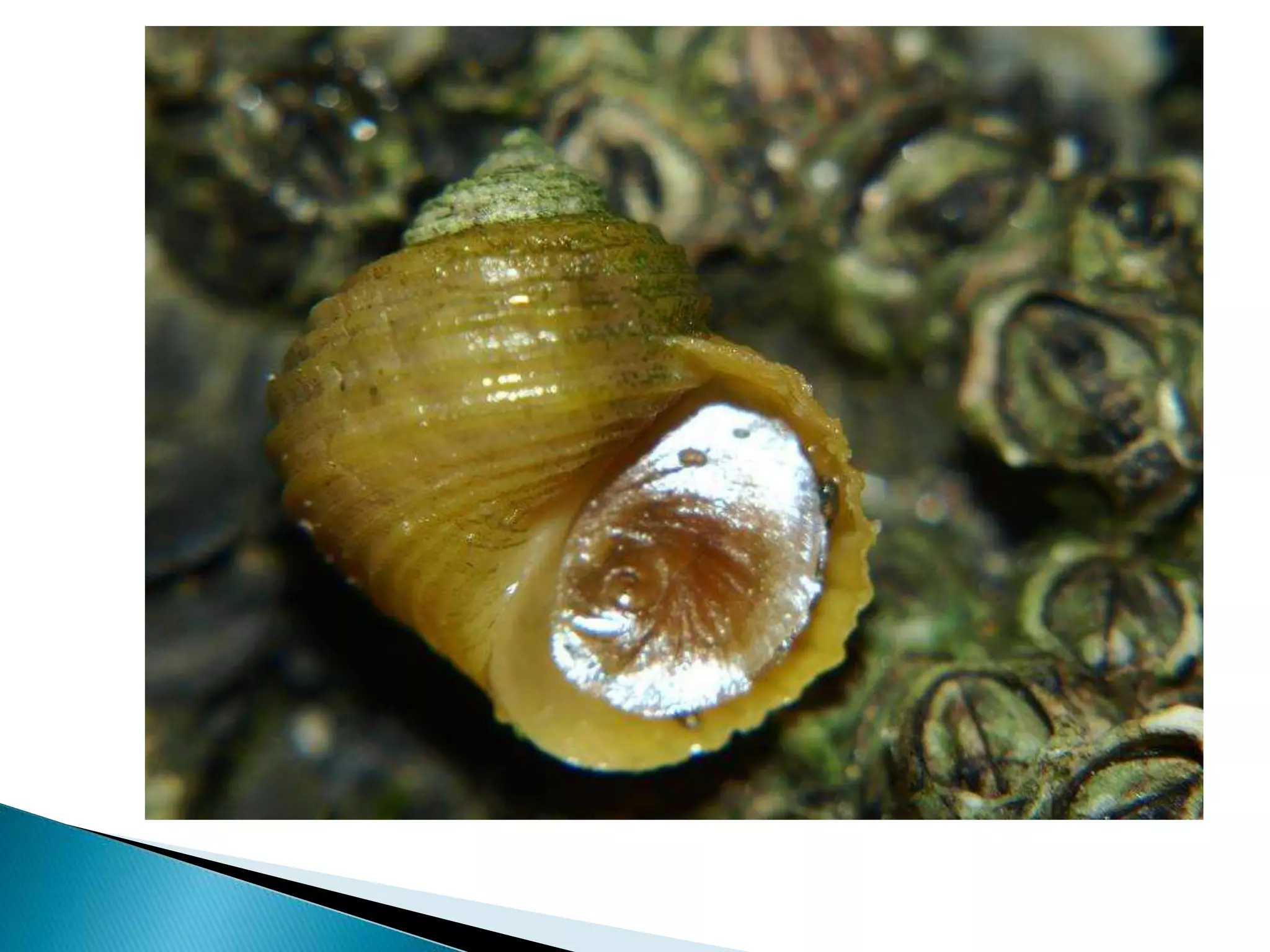 Invertebrates examples | PPT