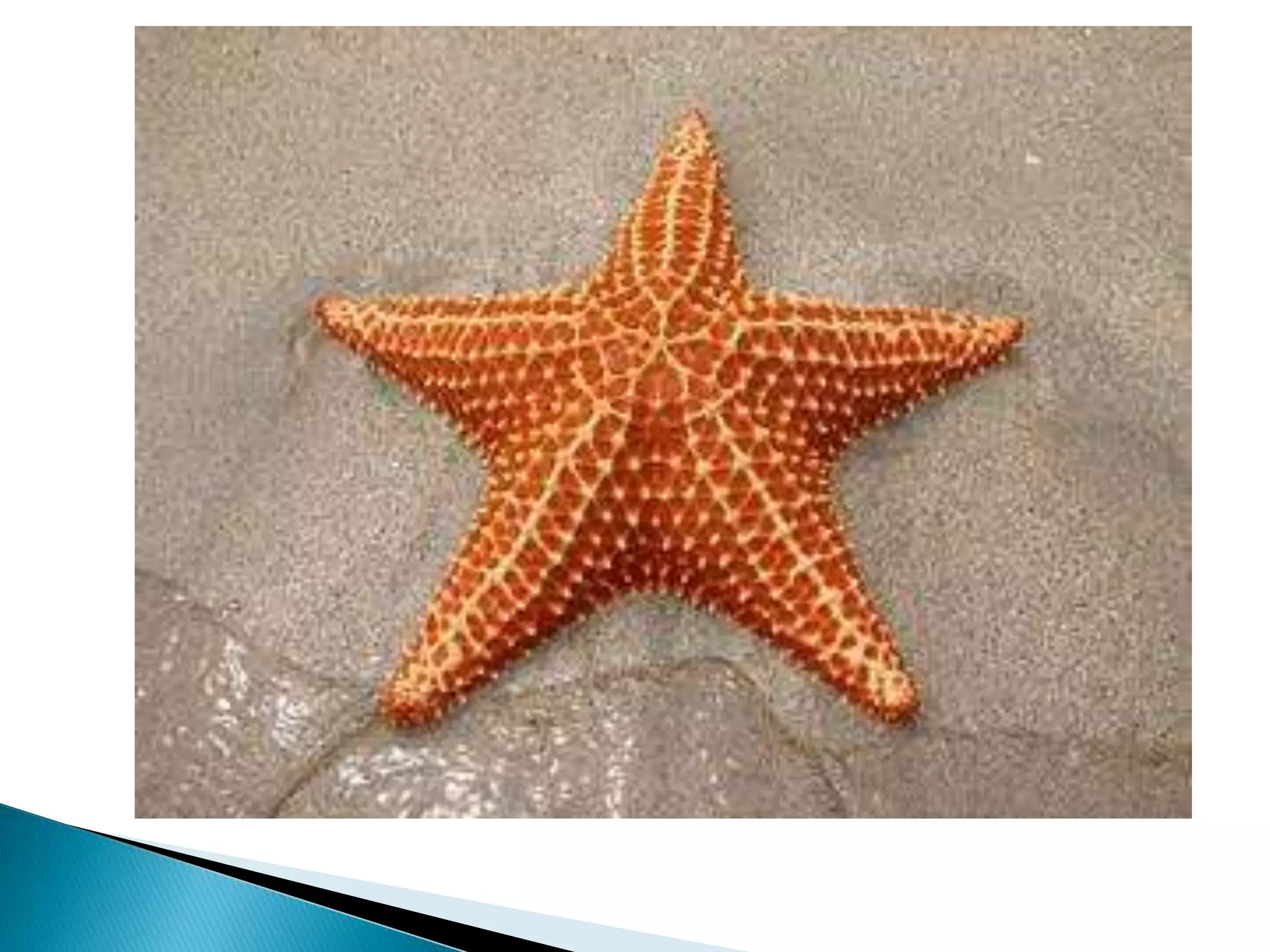 Invertebrates examples | PPT | Free Download