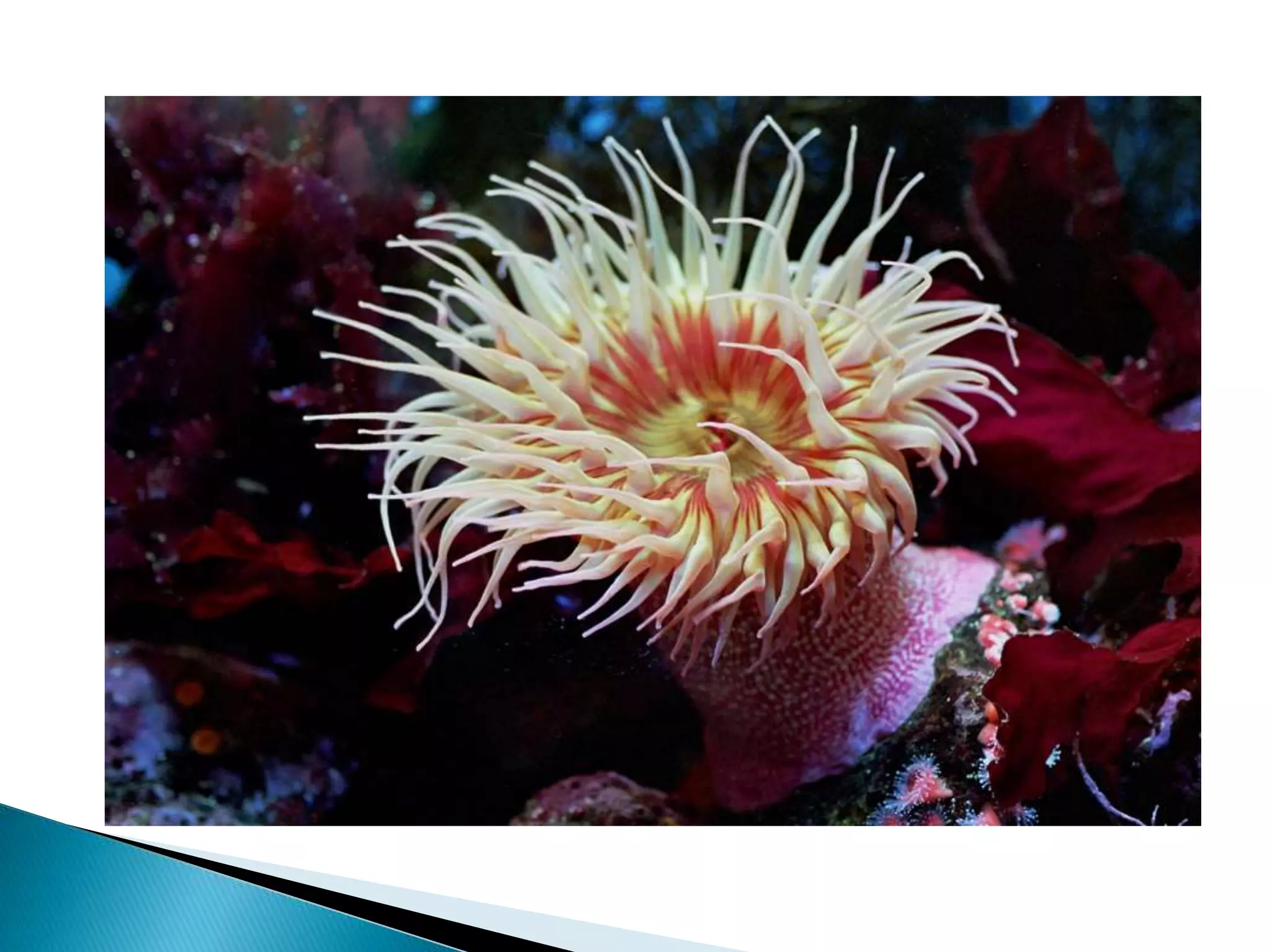 Invertebrates examples | PPTX