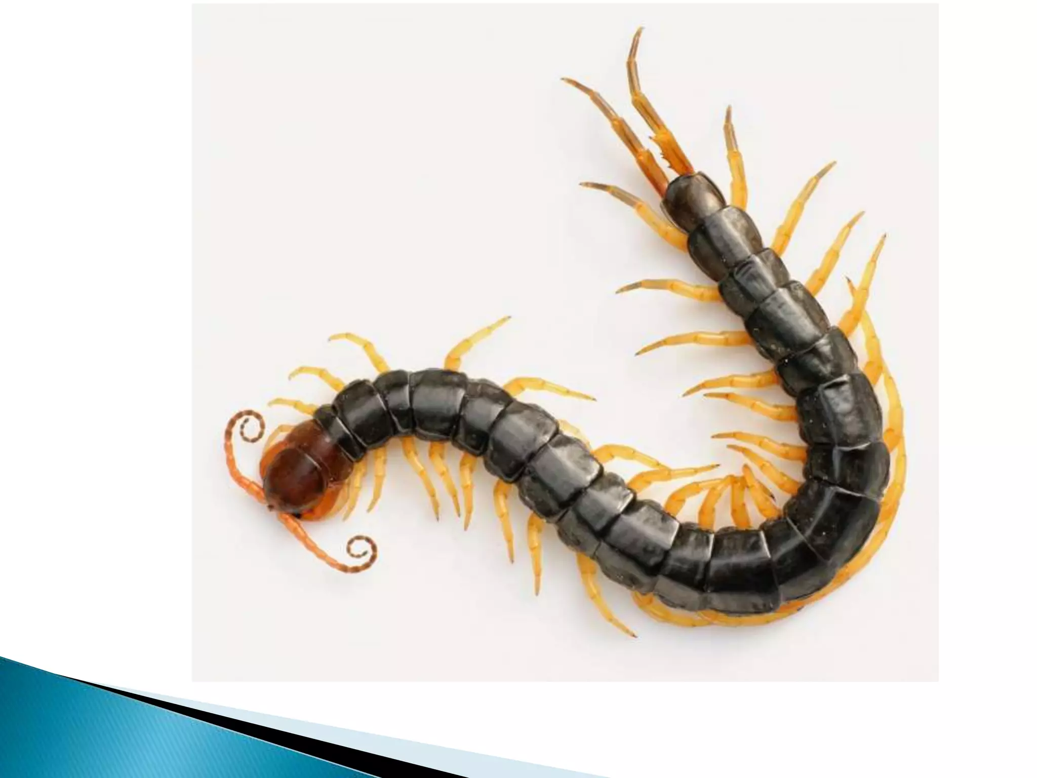 Invertebrates examples | PPTX