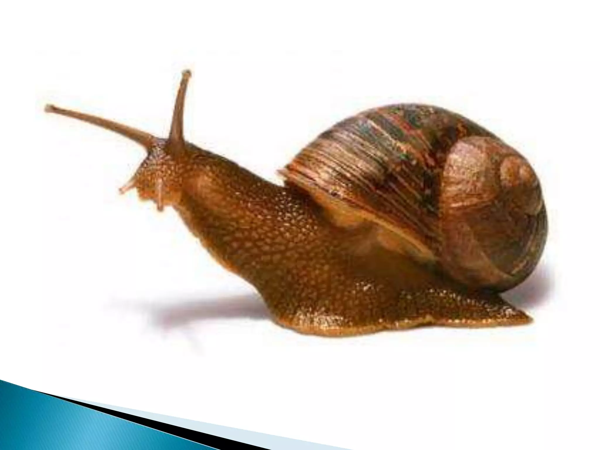 Invertebrates examples | PPT