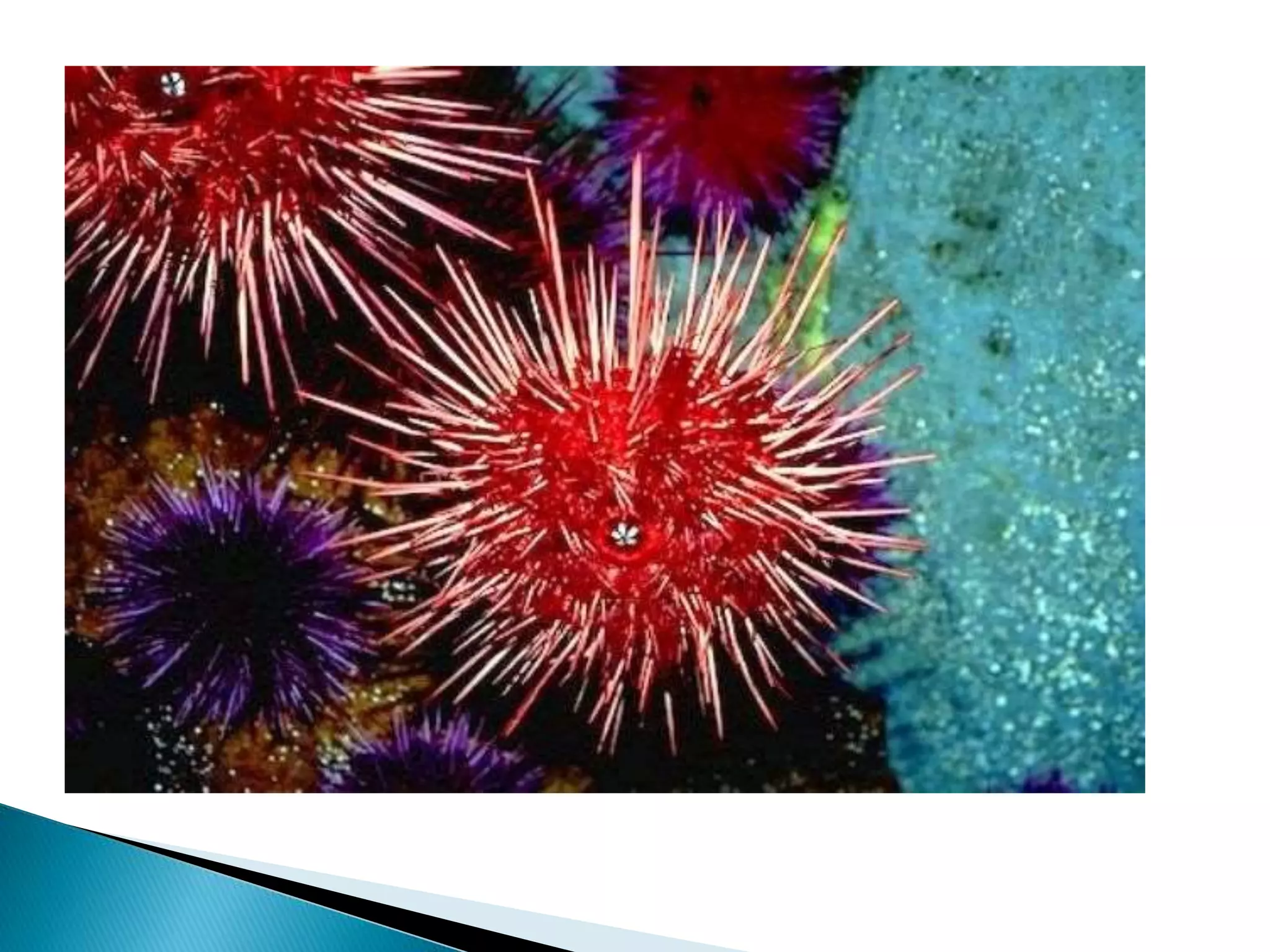 Invertebrates examples | PPT