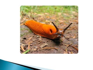 Invertebrates examples | PPTX