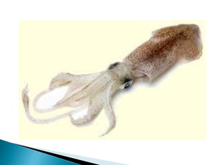 Invertebrates examples | PPTX