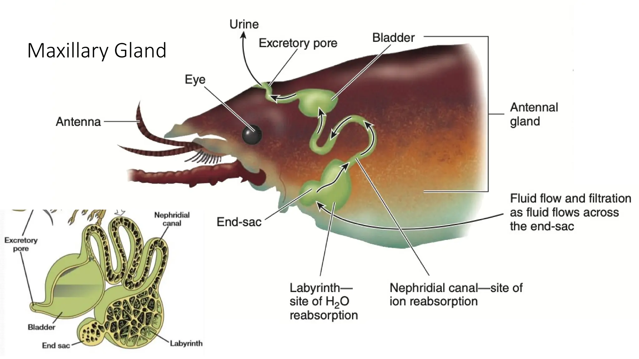 Invertebrates Excretory System and Their Osmoregulation.pptx