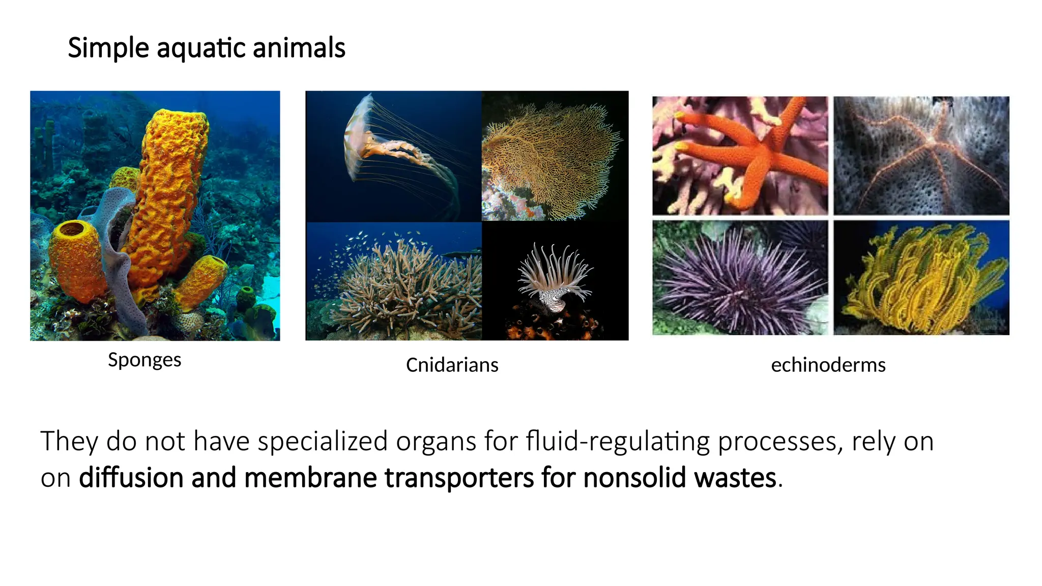 Invertebrates Excretory System and Their Osmoregulation.pptx