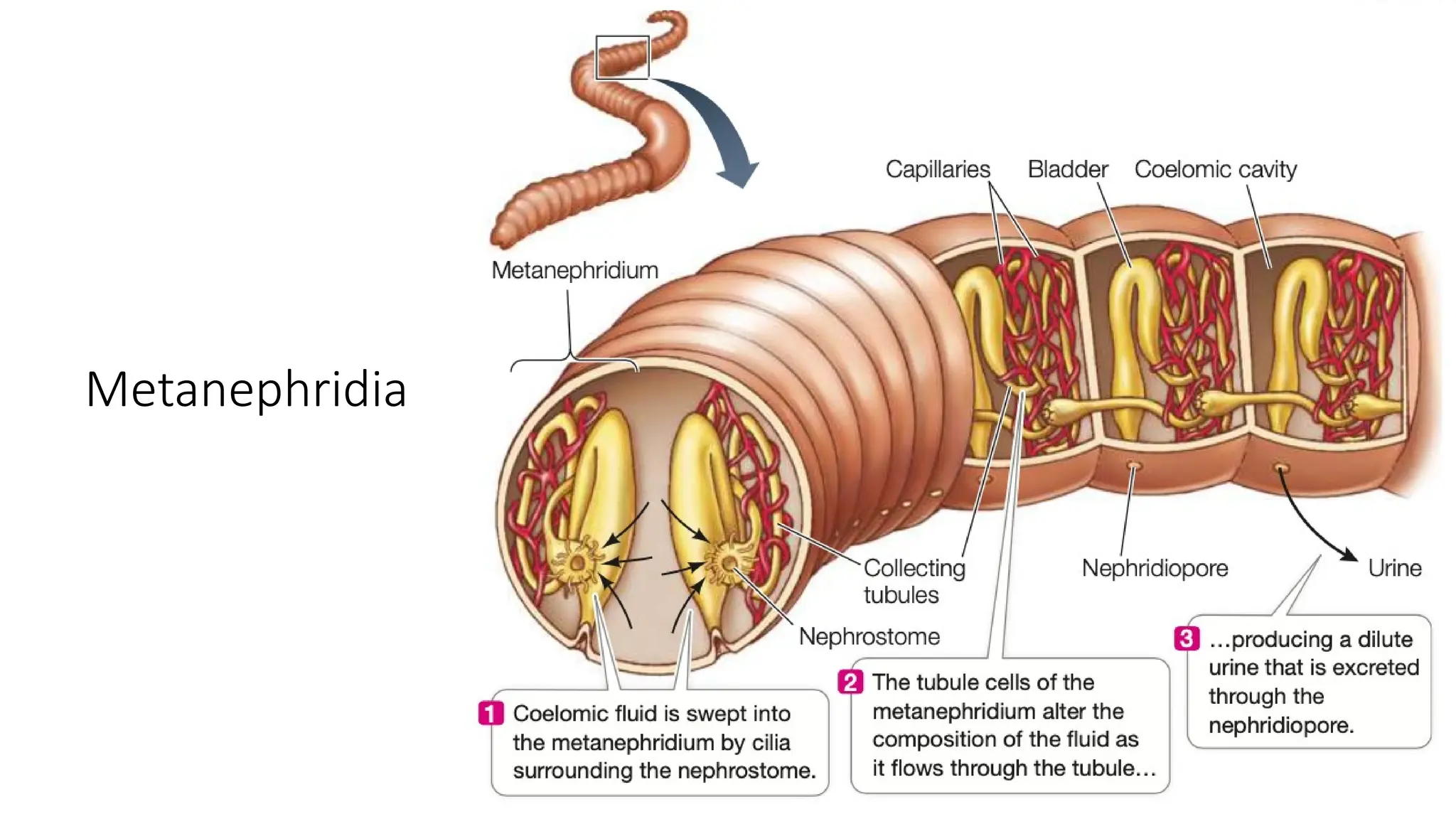 Invertebrates Excretory System and Their Osmoregulation.pptx