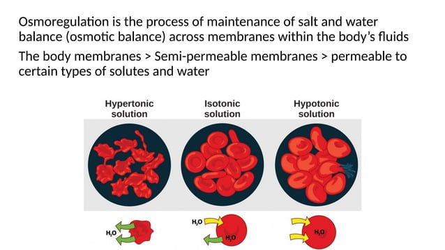 Invertebrates Excretory System and Their Osmoregulation.pptx ...