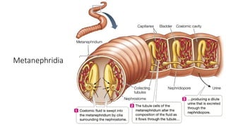 Invertebrates Excretory System and Their Osmoregulation.pptx