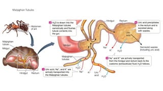 Invertebrates Excretory System and Their Osmoregulation.pptx