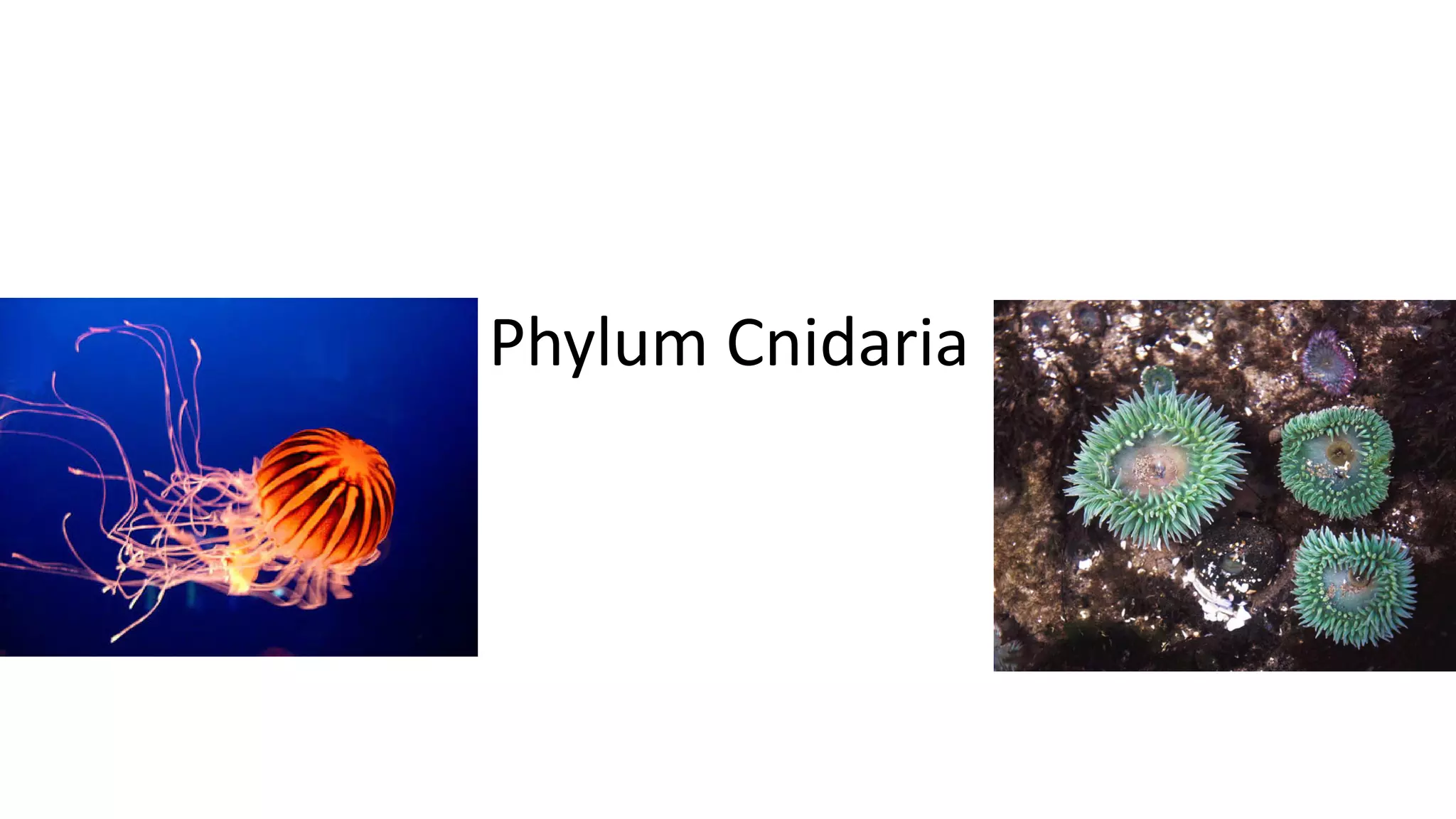 INVERTEBRATES Phylum Cnidaria.pdf