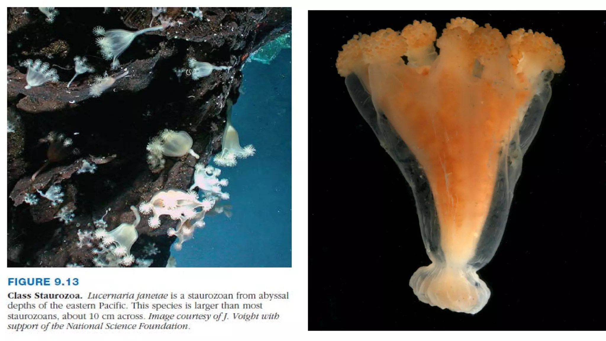 INVERTEBRATES Phylum Cnidaria.pdf