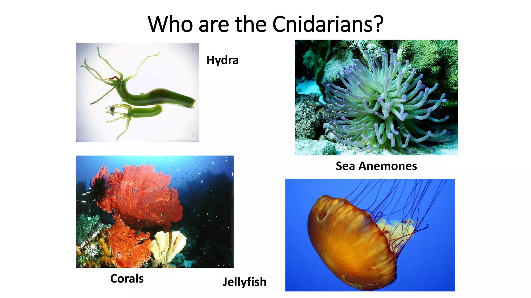 INVERTEBRATES Phylum Cnidaria.pdf | Free Download