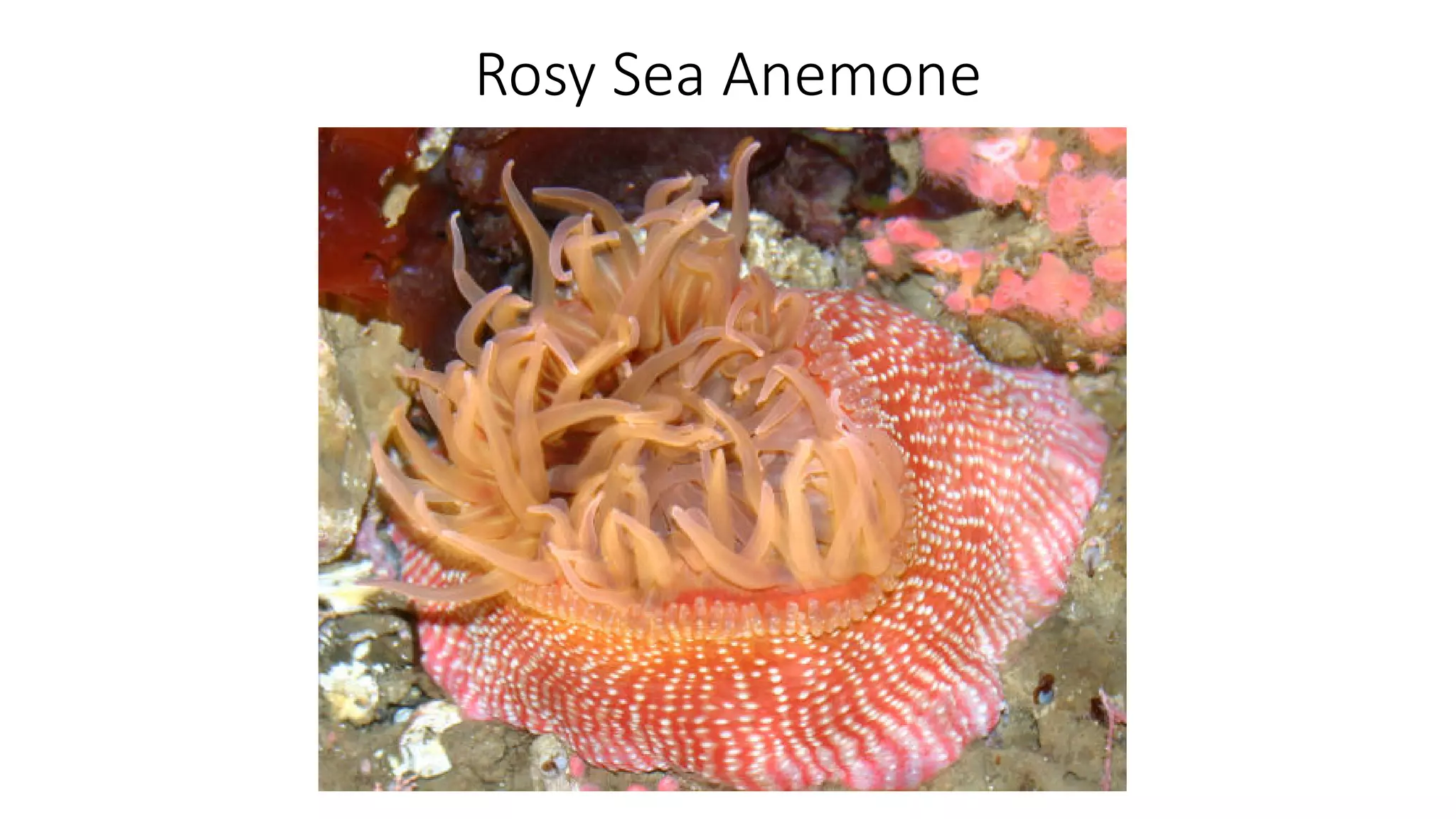 INVERTEBRATES Phylum Cnidaria.pdf