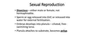 INVERTEBRATES Phylum Cnidaria.pdf