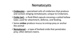 INVERTEBRATES Phylum Cnidaria.pdf