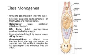 INVERTEBRATES PHYLUMPLATYHELMINTHES 2.pdf