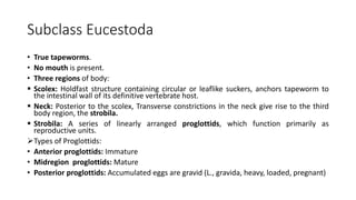 INVERTEBRATES PHYLUMPLATYHELMINTHES 2.pdf