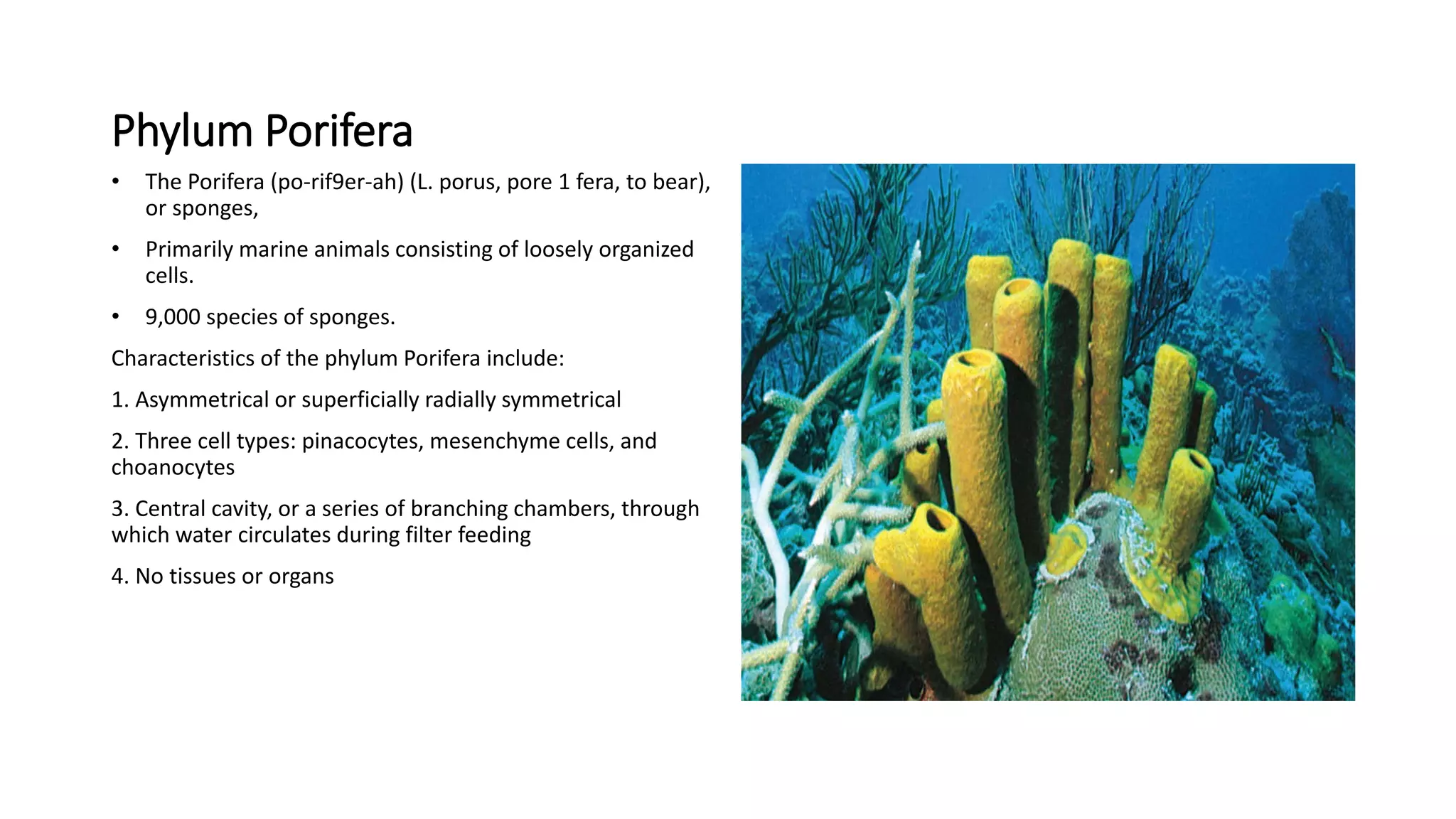 INVERTEBRATES Phylum Porifera.pdf