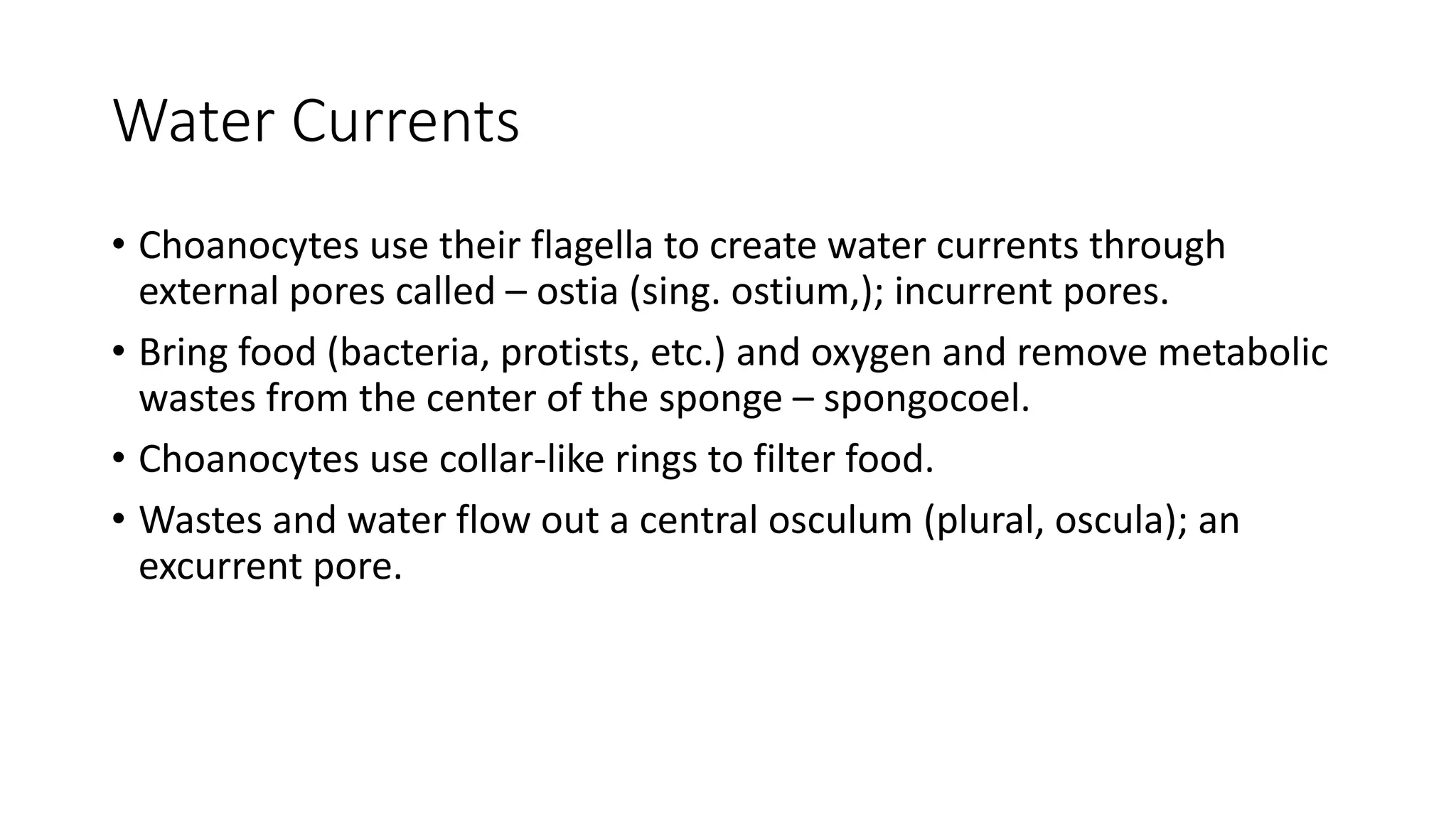 INVERTEBRATES Phylum Porifera.pdf