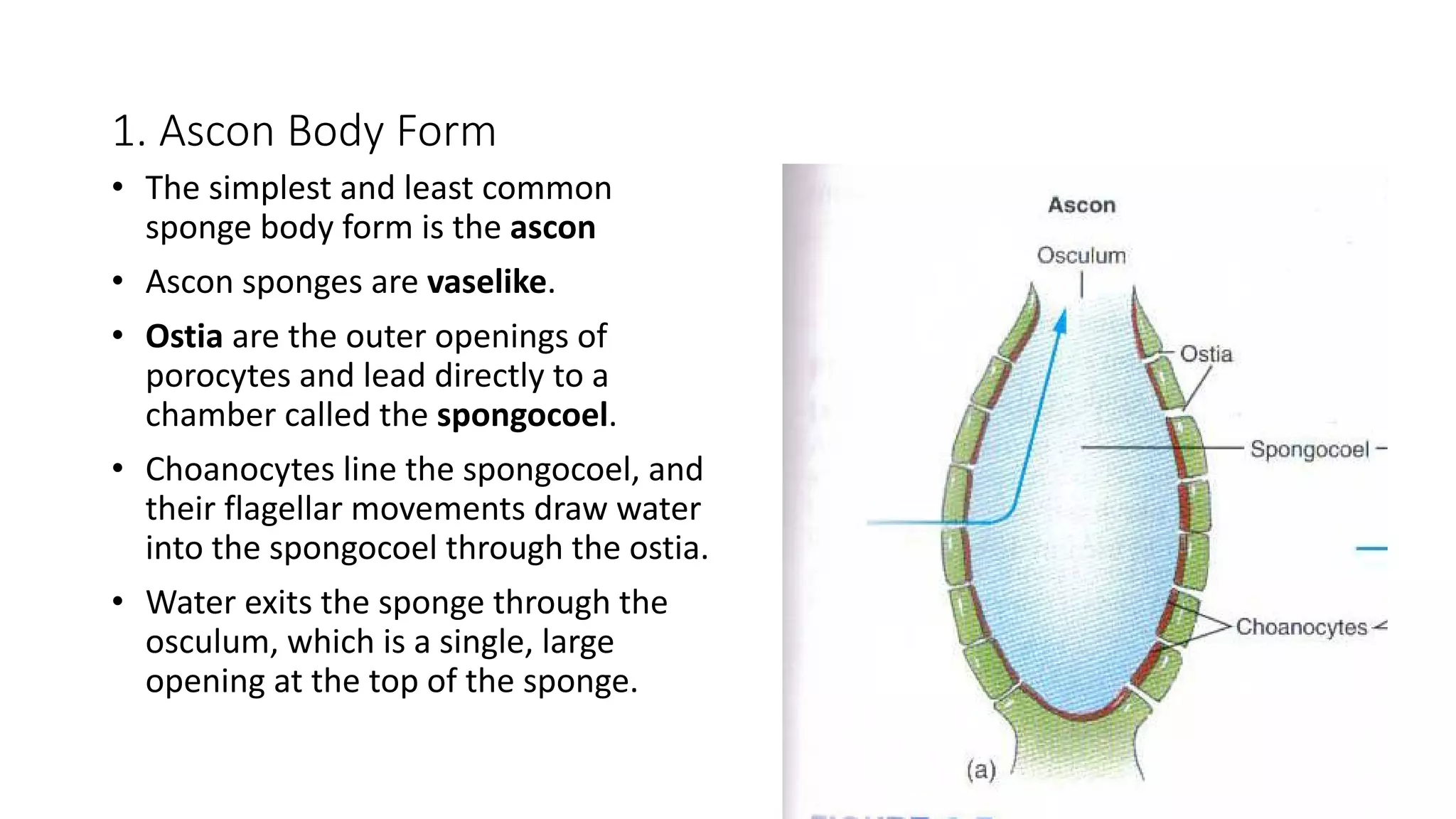 INVERTEBRATES Phylum Porifera.pdf