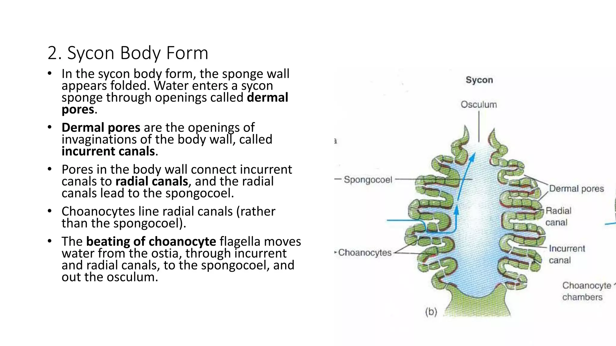 INVERTEBRATES Phylum Porifera.pdf