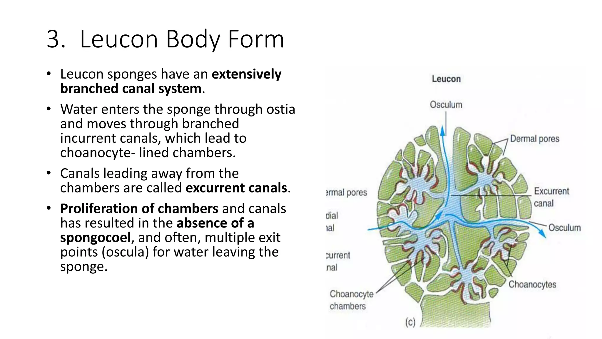 INVERTEBRATES Phylum Porifera.pdf