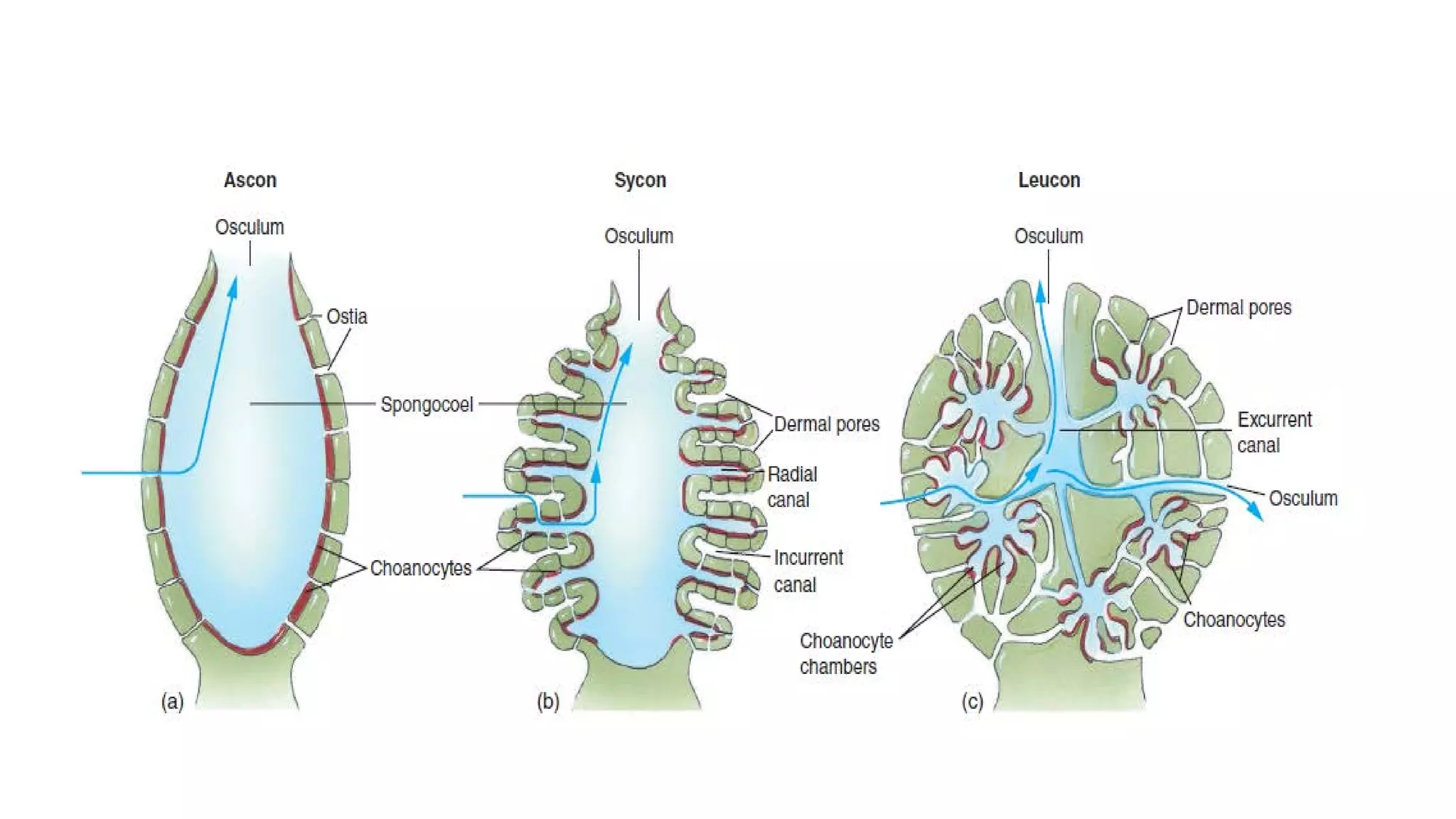 INVERTEBRATES Phylum Porifera.pdf